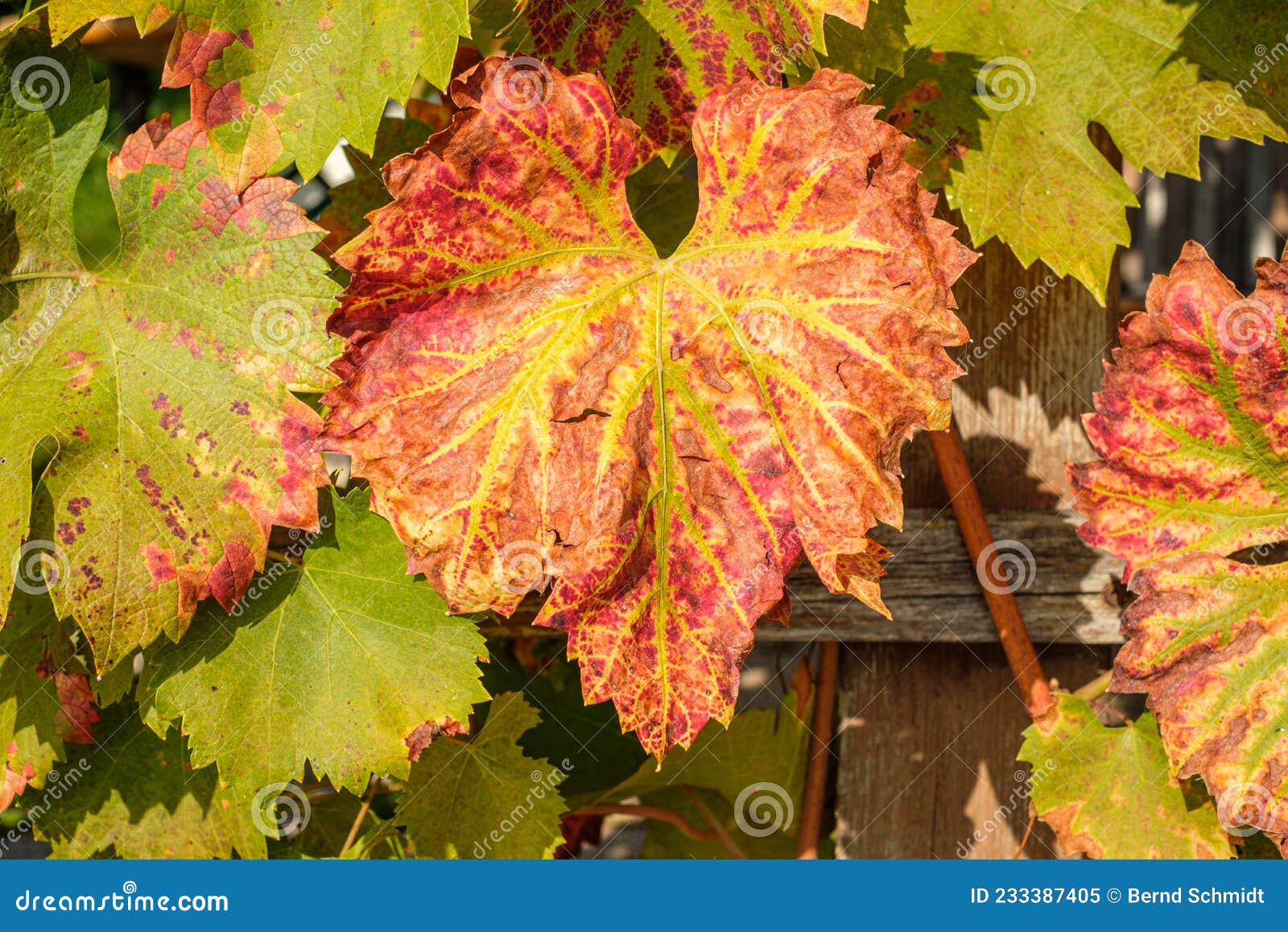 Vine leaf in fall stock image. Image of autumn, colored - 233387405