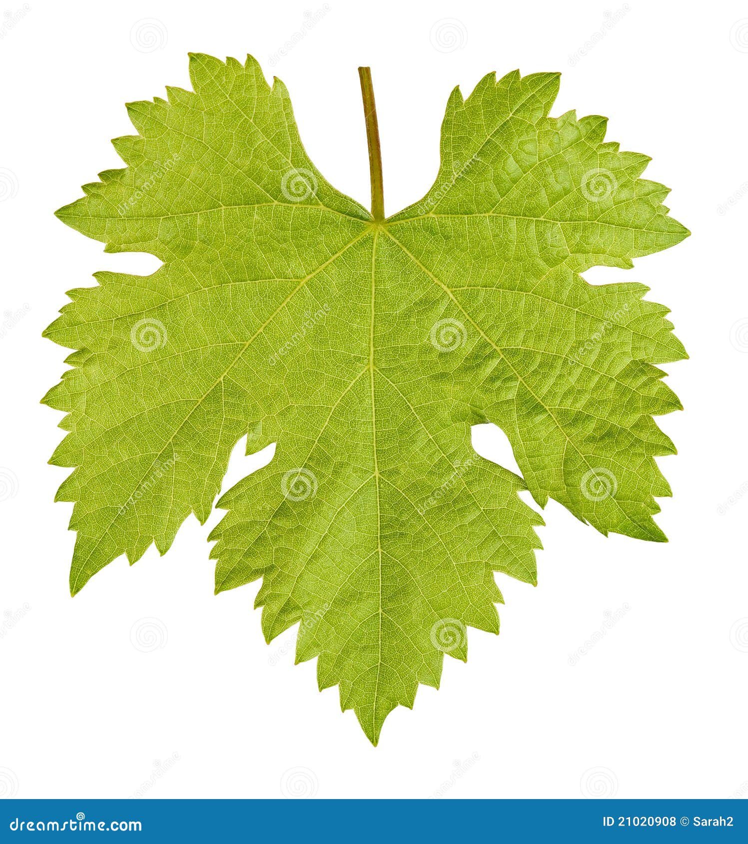 Vine Leaf Isolated Over White Stock Photo - Image of macro, nature ...