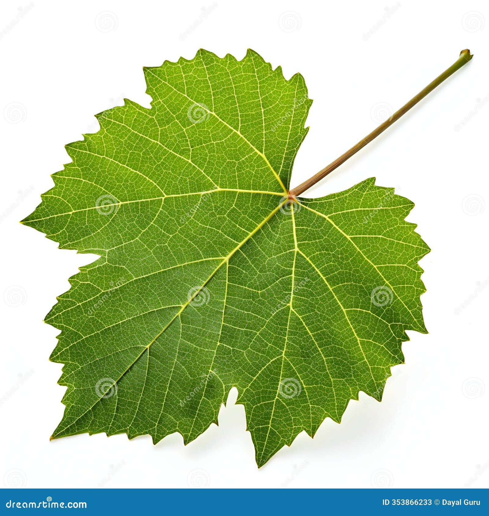 Vine Leaf Isolated on White Background Stock Illustration ...