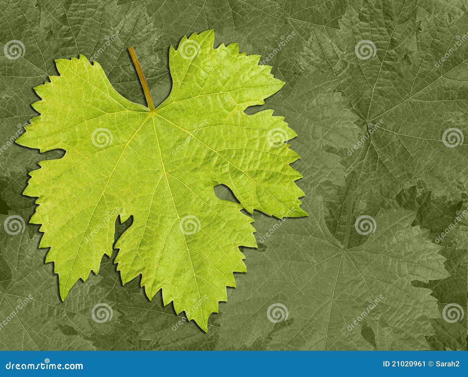 Vine Leaf Pattern Background Stock Image - Image of natural, background ...