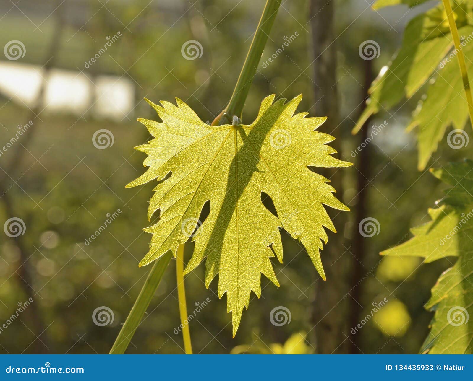 Vine Leaf with Ribs and Veins Stock Image - Image of production, summer ...