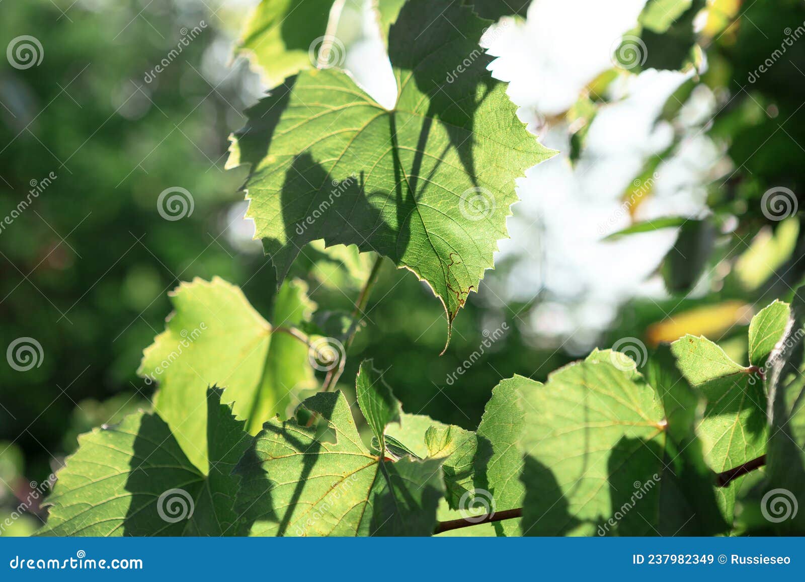 Vine leaf in the spring stock image. Image of vineyard - 237982349