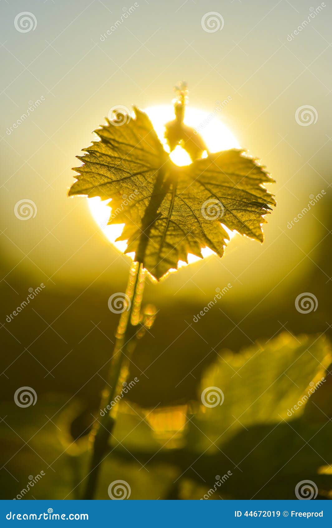 Vine Leaf and sun stock image. Image of back, cultivated - 44672019