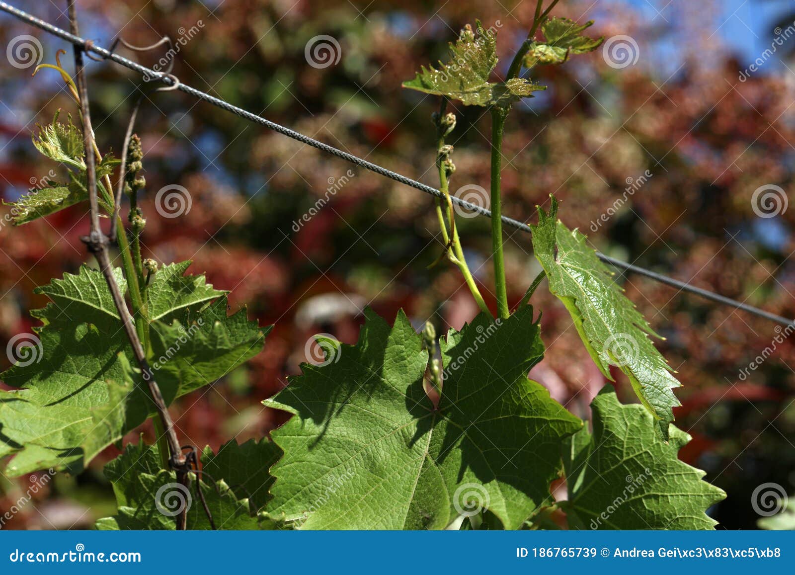 Vine leaf on a vine stock image. Image of vineyard, leaves - 186765739