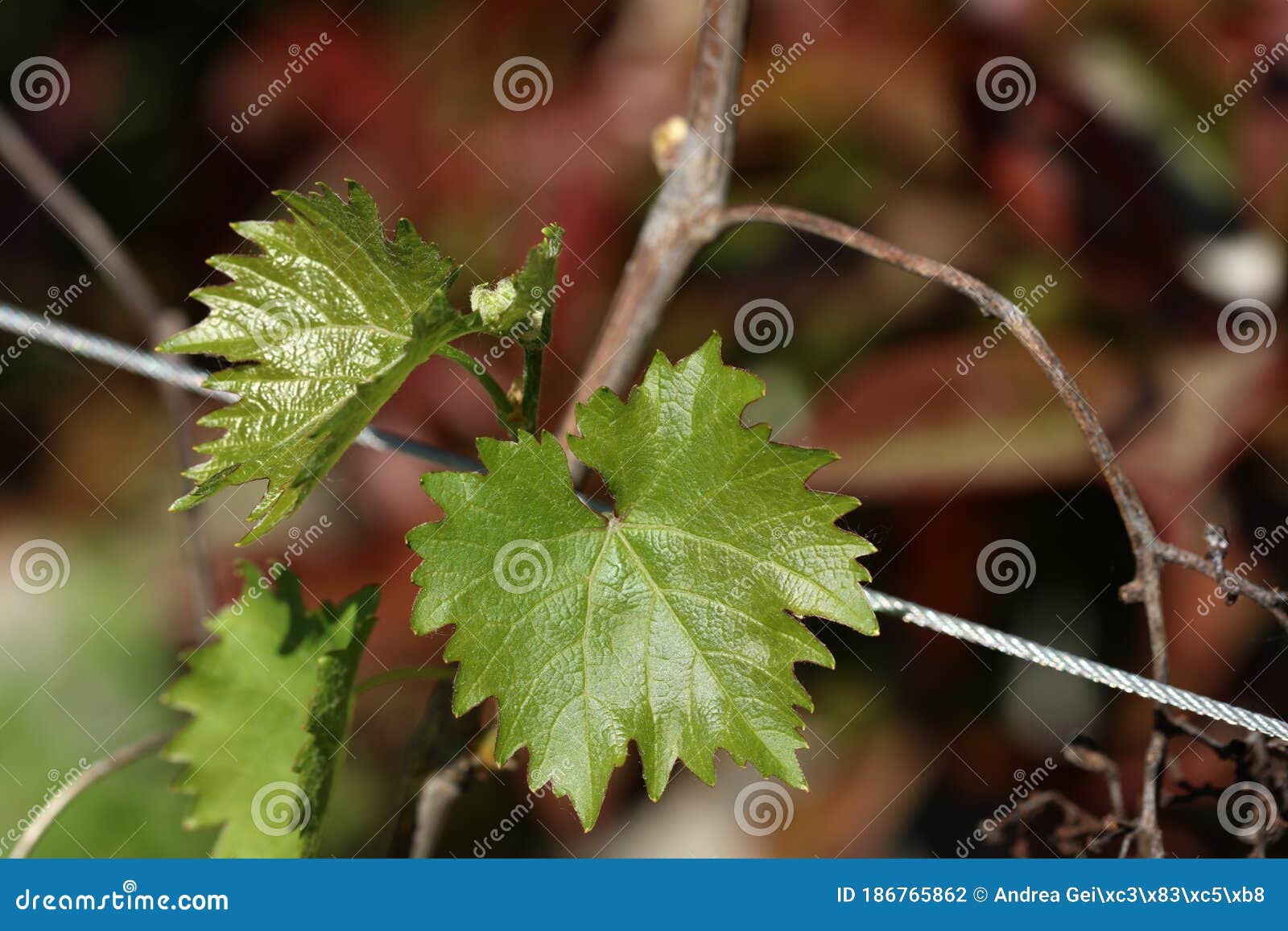Vine leaf on a vine stock photo. Image of nature, shoot - 186765862