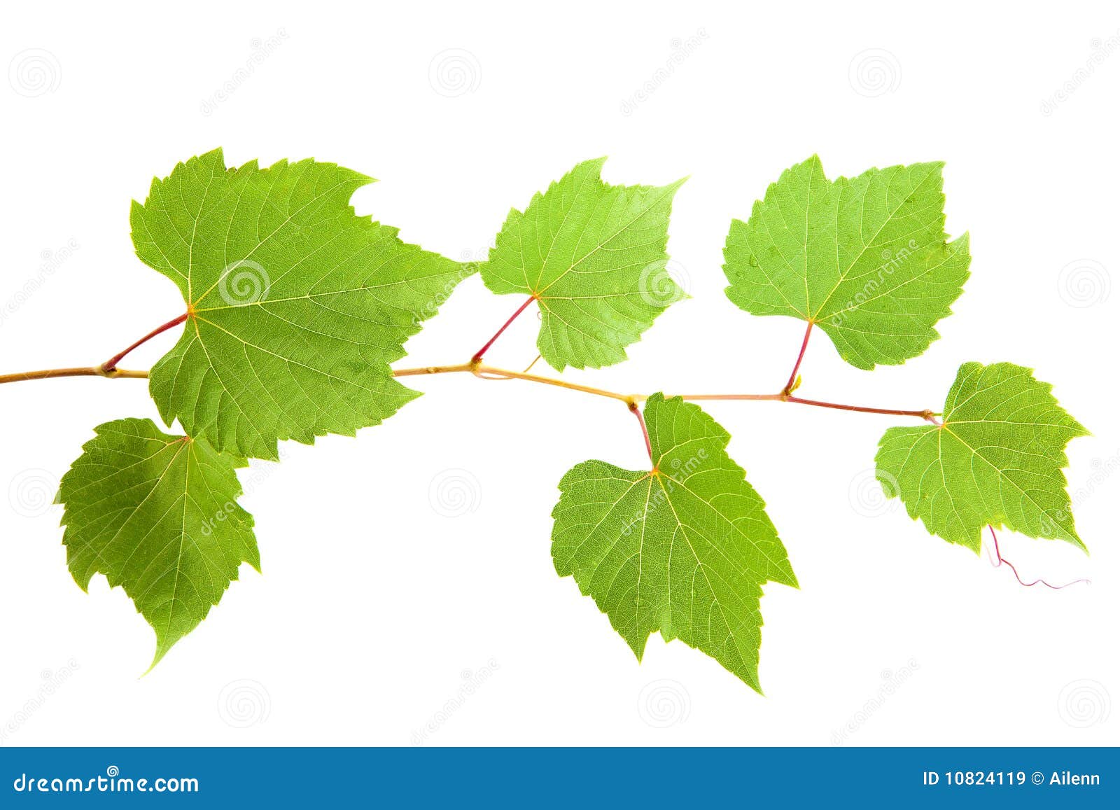 Vine Leaves Royalty Free Stock Images - Image: 10824119