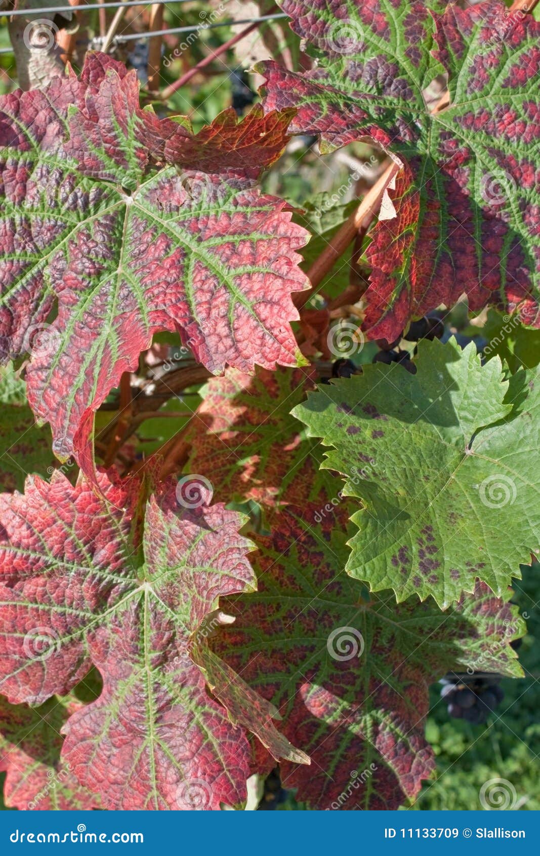 The Fiery Vine, Fireclay Vine Or Spanish Flag, Is A Species Of ...