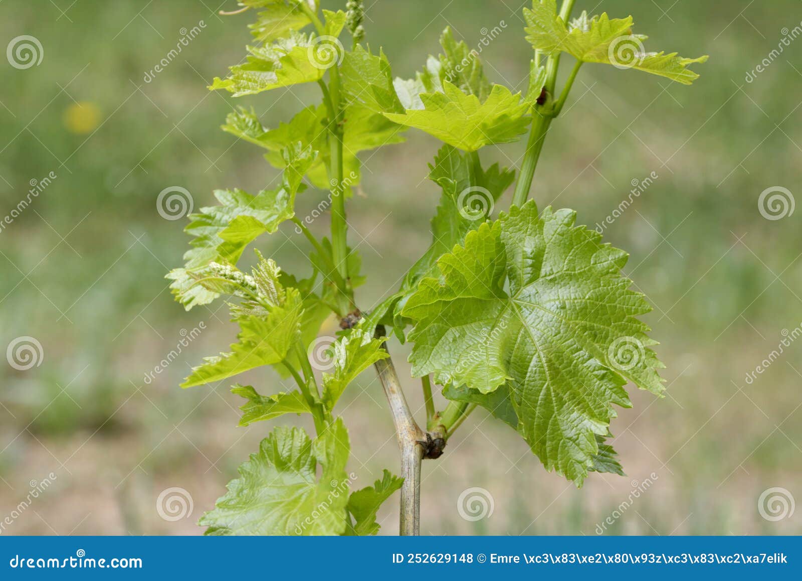 The Vine with New Leaves in Spring Stock Photo - Image of fresh, vine ...