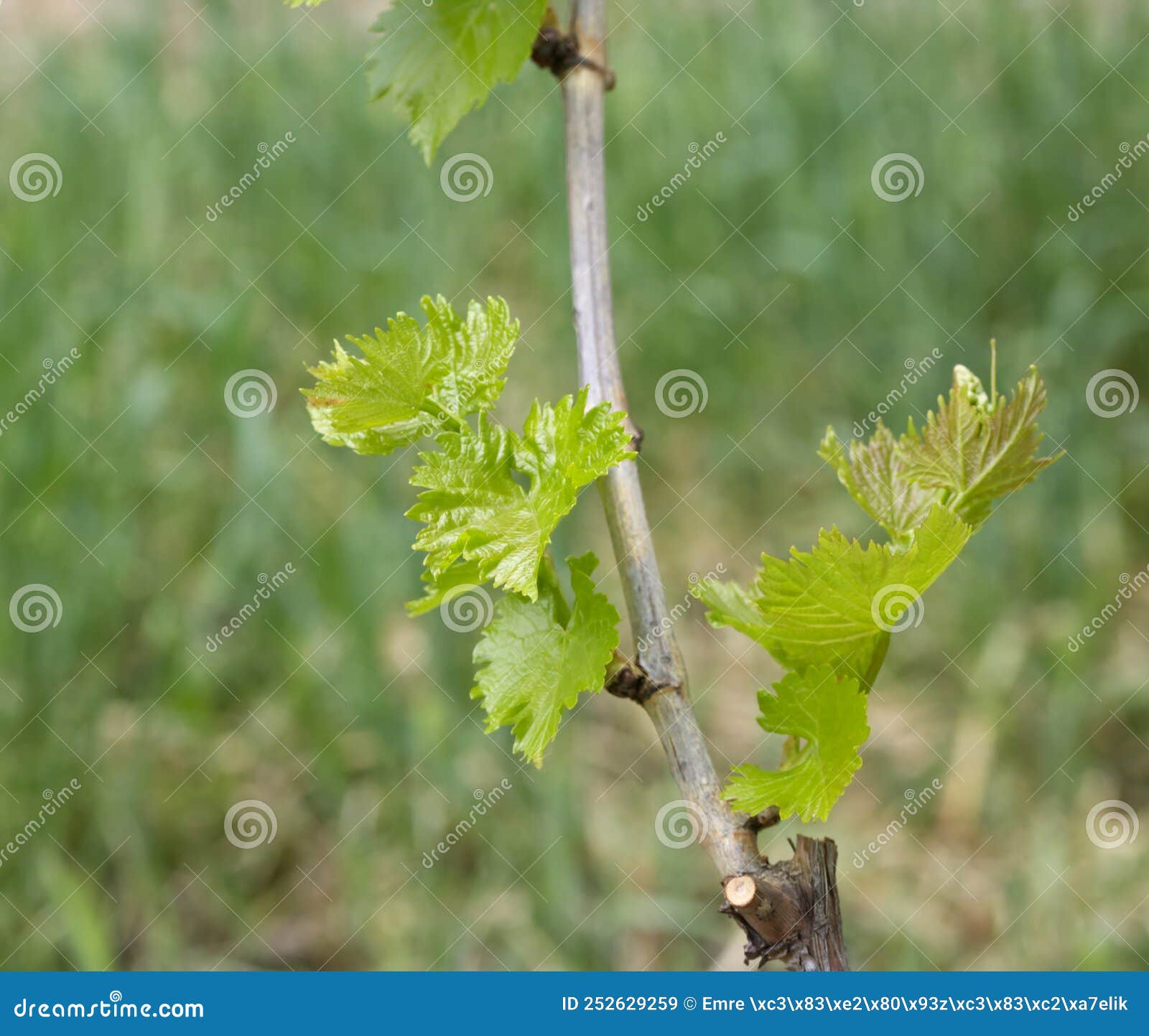 The Vine with New Leaves in Spring Stock Image - Image of background ...