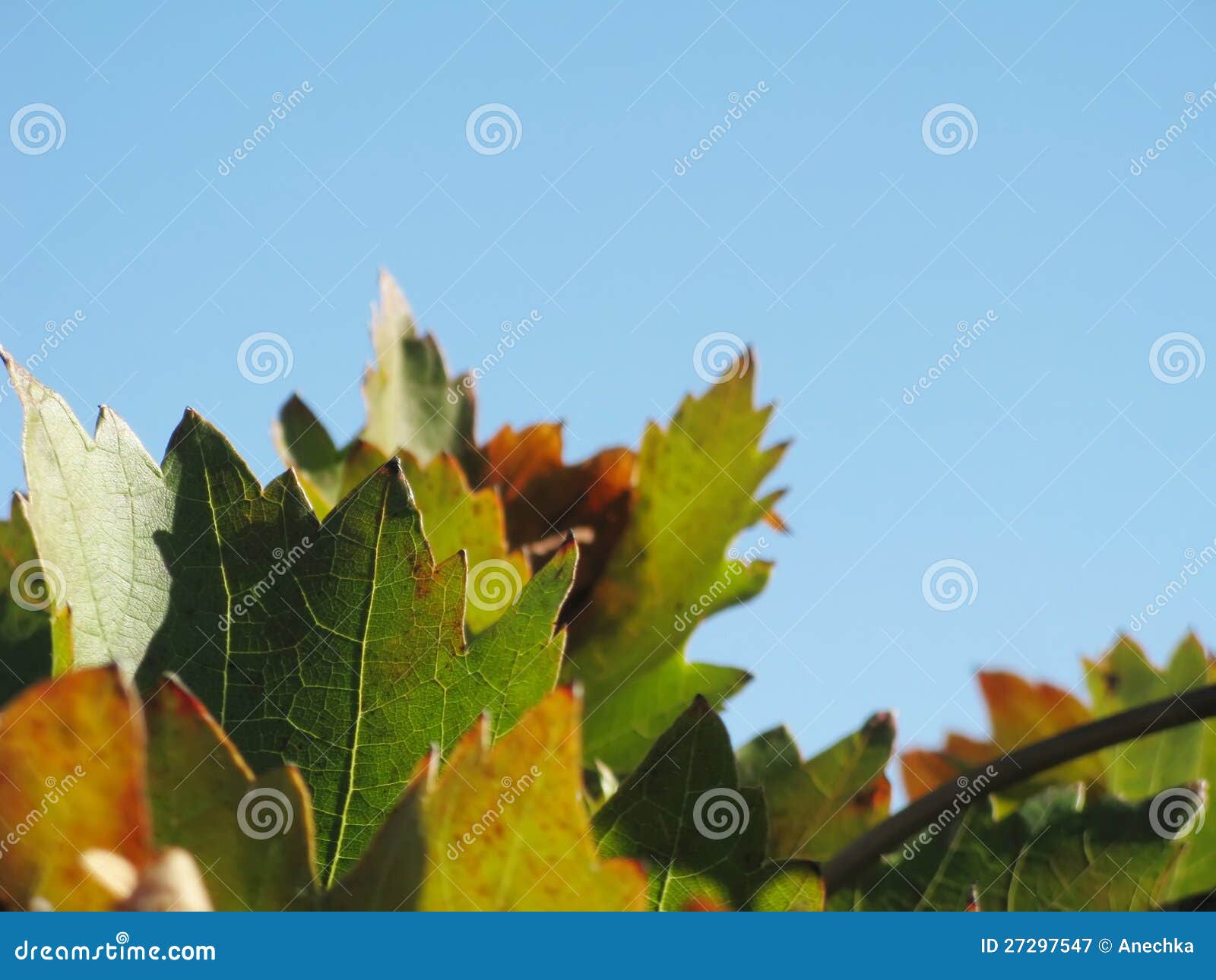 Vine leaves in autumn stock image. Image of vineyard - 27297547