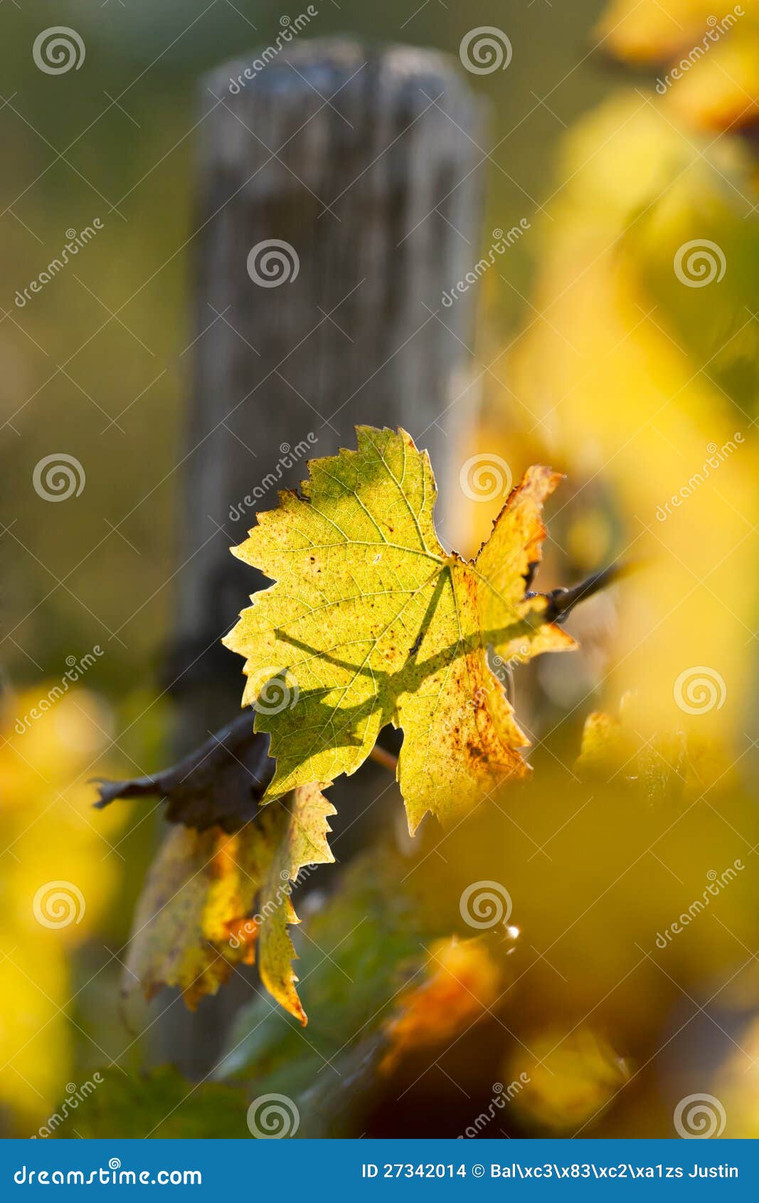 Vine Leaves in Autumn, in October. Stock Photo - Image of grape ...
