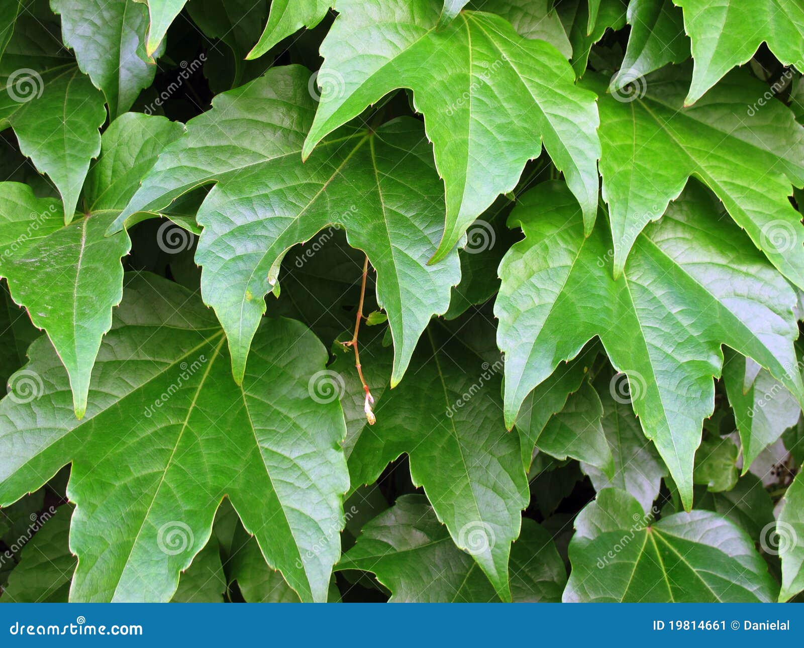 Vine Leaves Background Royalty-Free Stock Photo | CartoonDealer.com ...