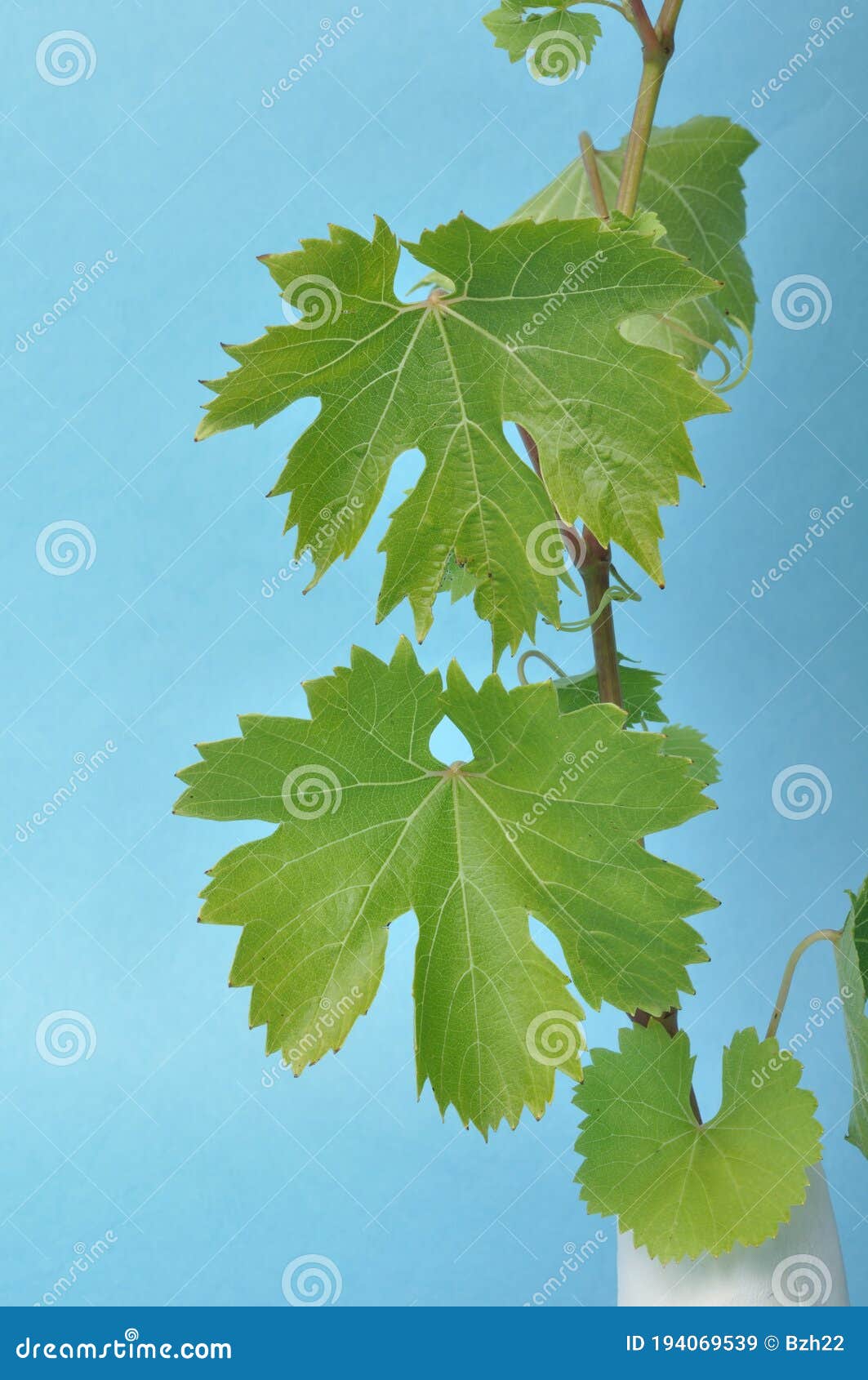 Vine Leaves on a Blue Background Stock Image - Image of vinegrowing ...
