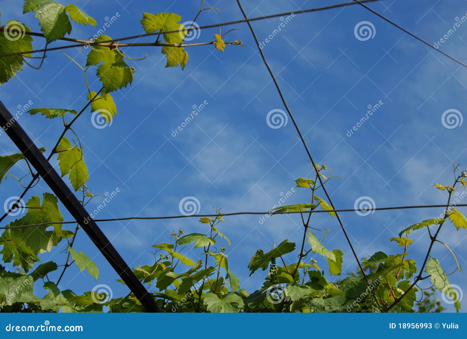 Vine leaves frame stock image. Image of agriculture, leaf - 18956993
