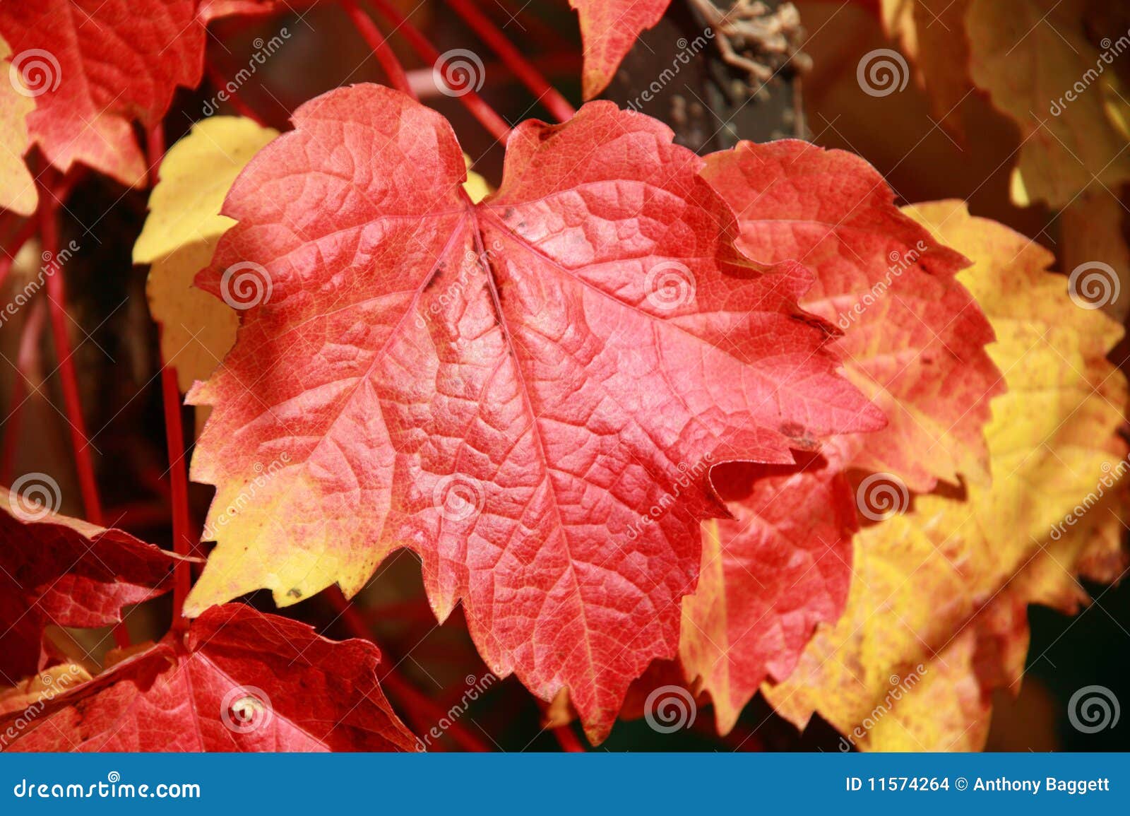 Vine Leaves in Full Autumn Colour Stock Photo - Image of beauty, garden ...