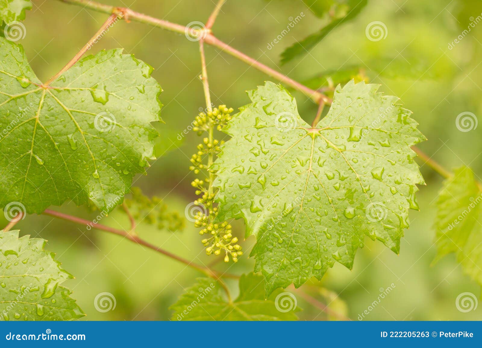 Vine Leaves after Heavy Rain. Young Vine Plants in Drops of Water Stock ...