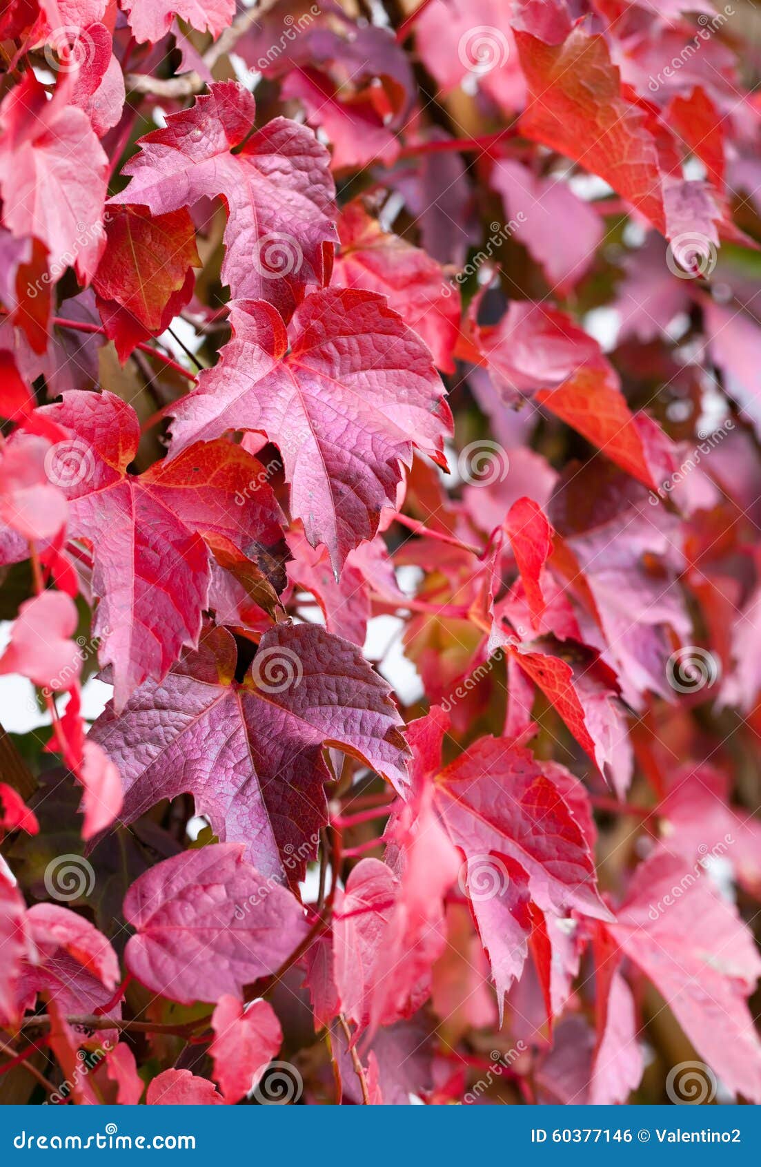 Vine leaves stock photo. Image of autumn, nature, plant - 60377146