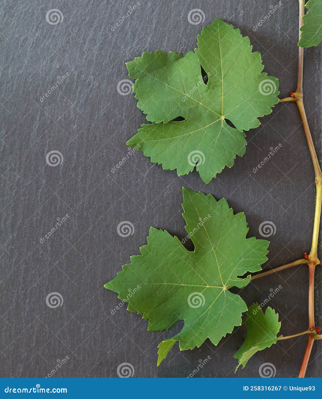 Vine Leaves on a Slate Background Stock Image - Image of slate, mineral ...