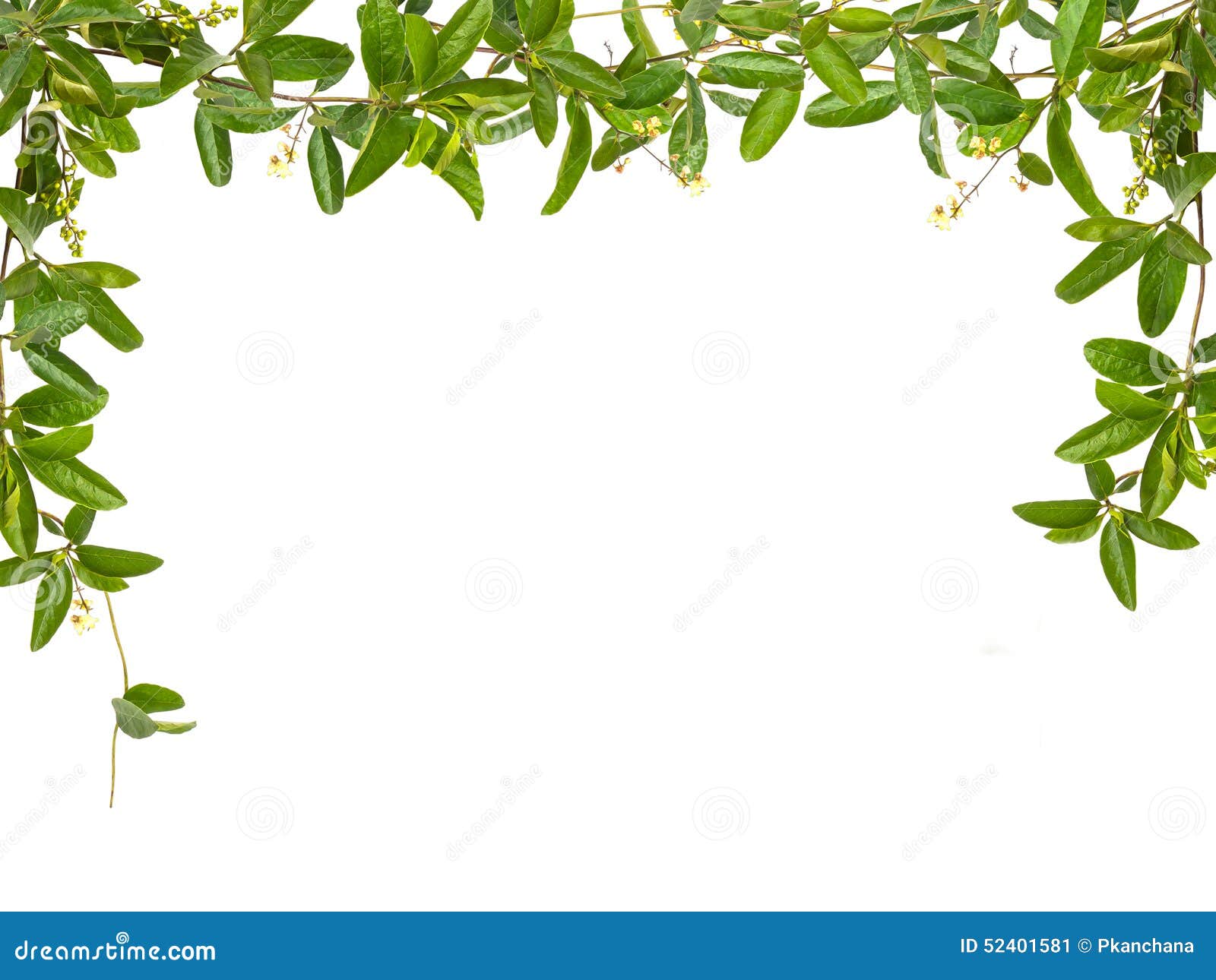 Vine Leaves with Small Flower Frame Isolated Stock Image - Image of ...