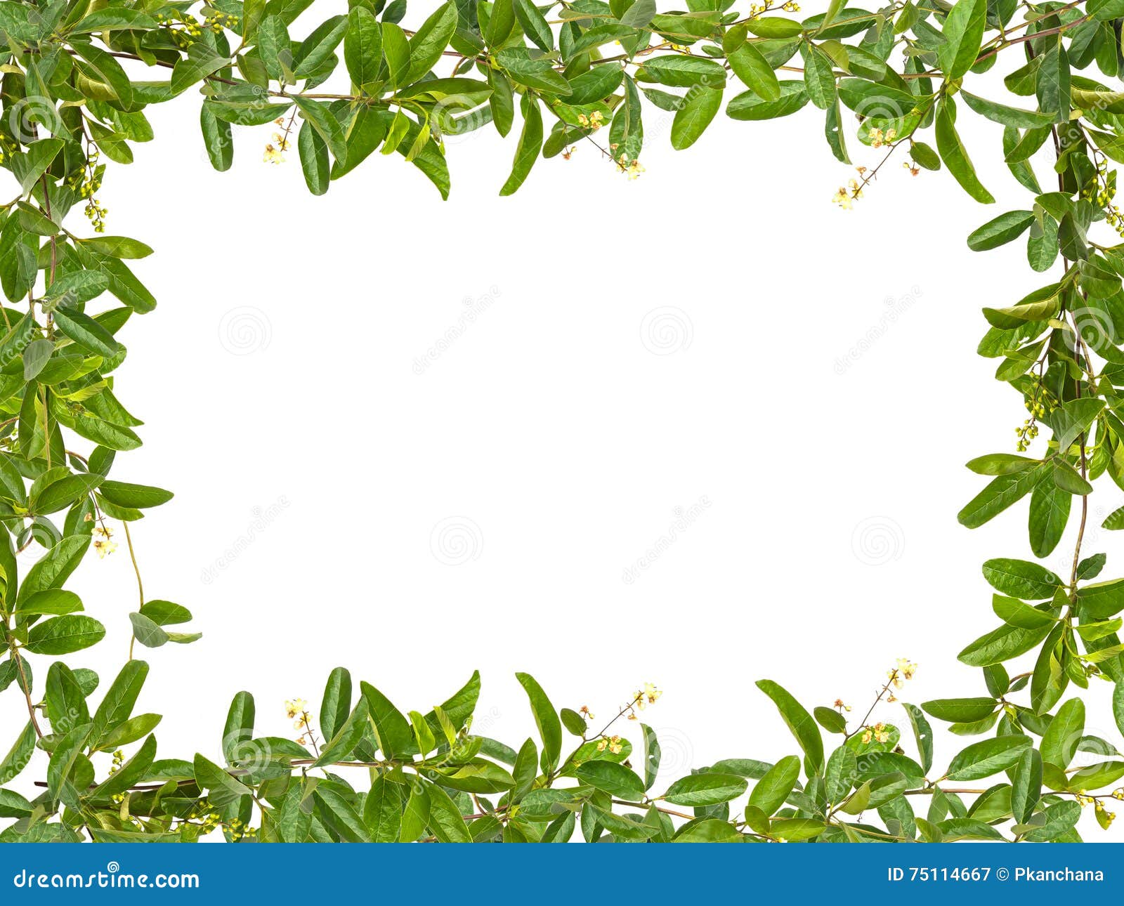 Vine Leaves with Small Flower Frame Stock Image - Image of plant ...