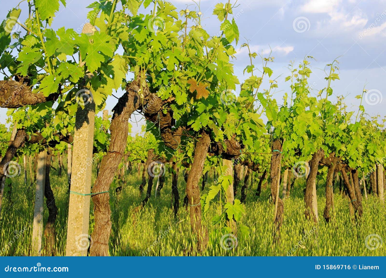 Vine leaves in spring stock photo. Image of garden, green - 15869716