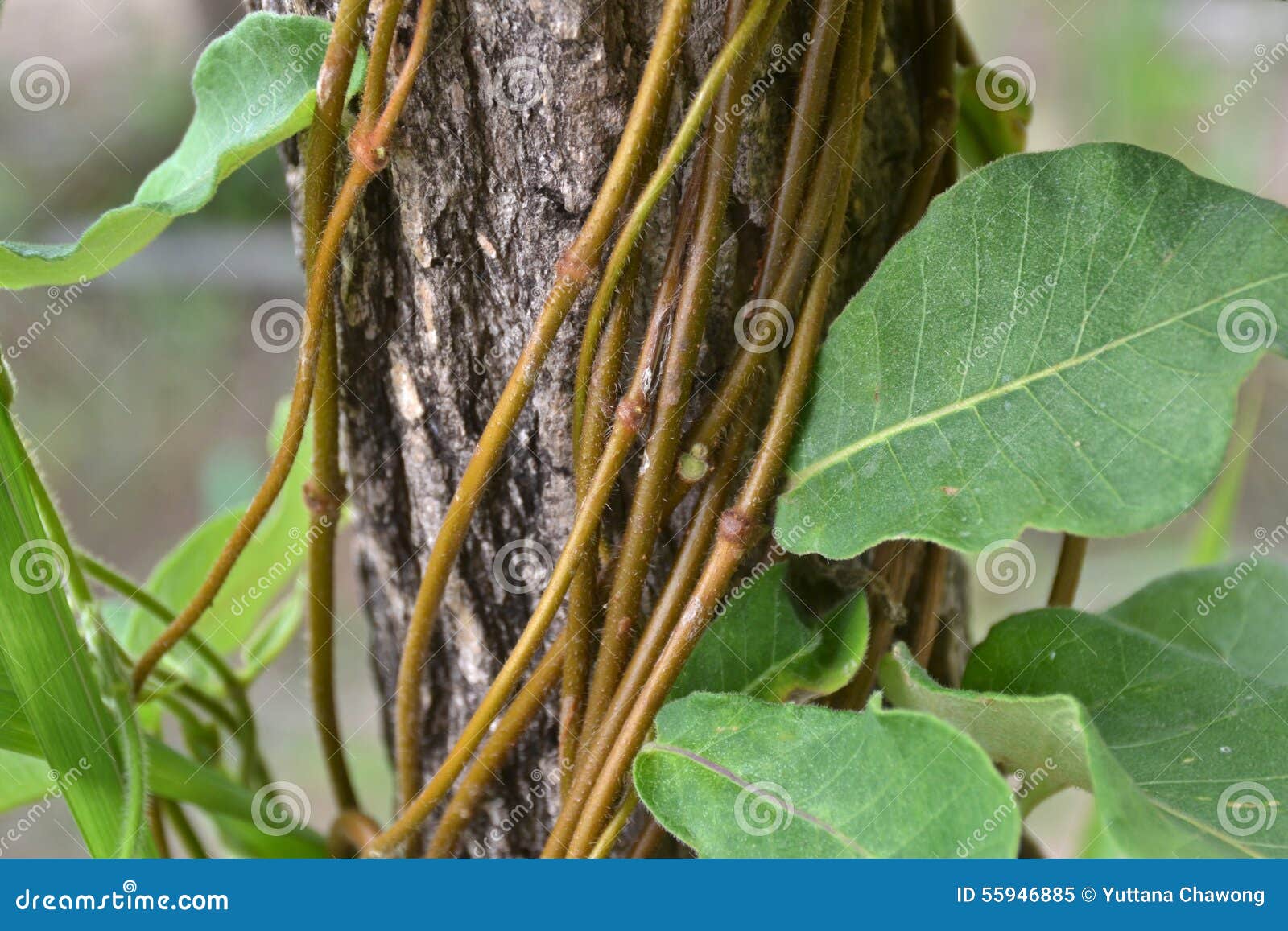 Vine stock image. Image of filament, climber, green, forest - 55946885