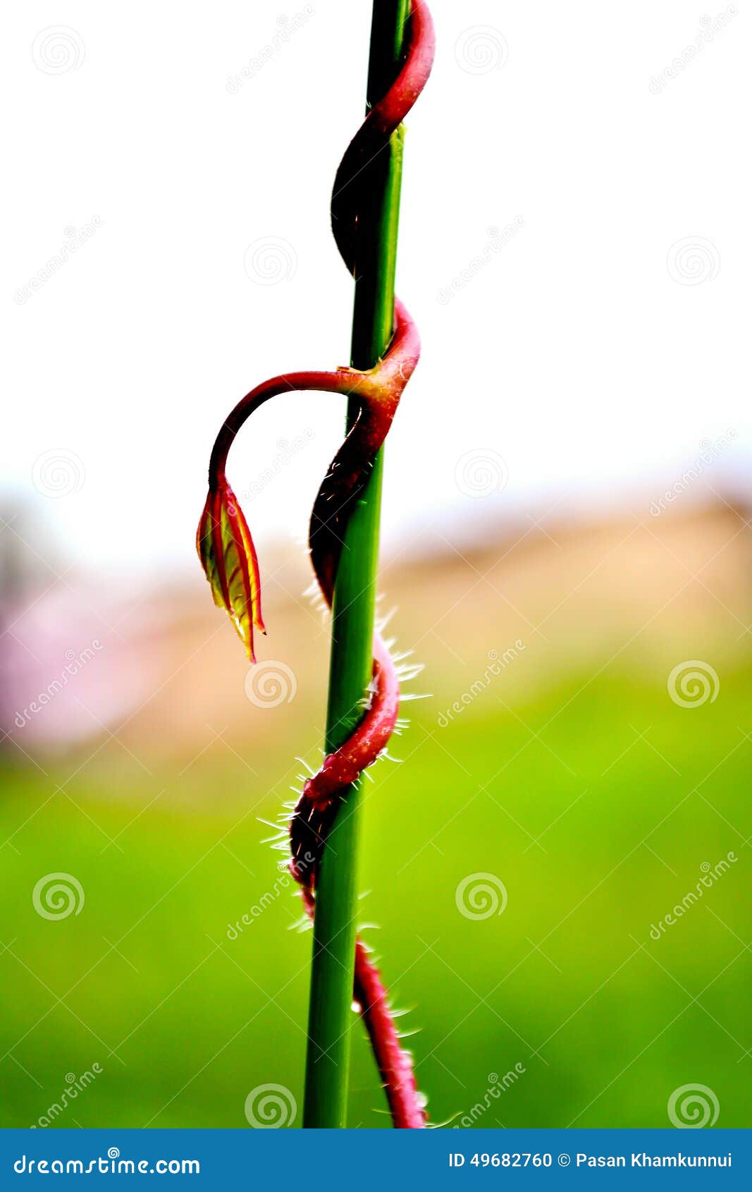 Vine stock photo. Image of color, natural, beauty, life - 49682760