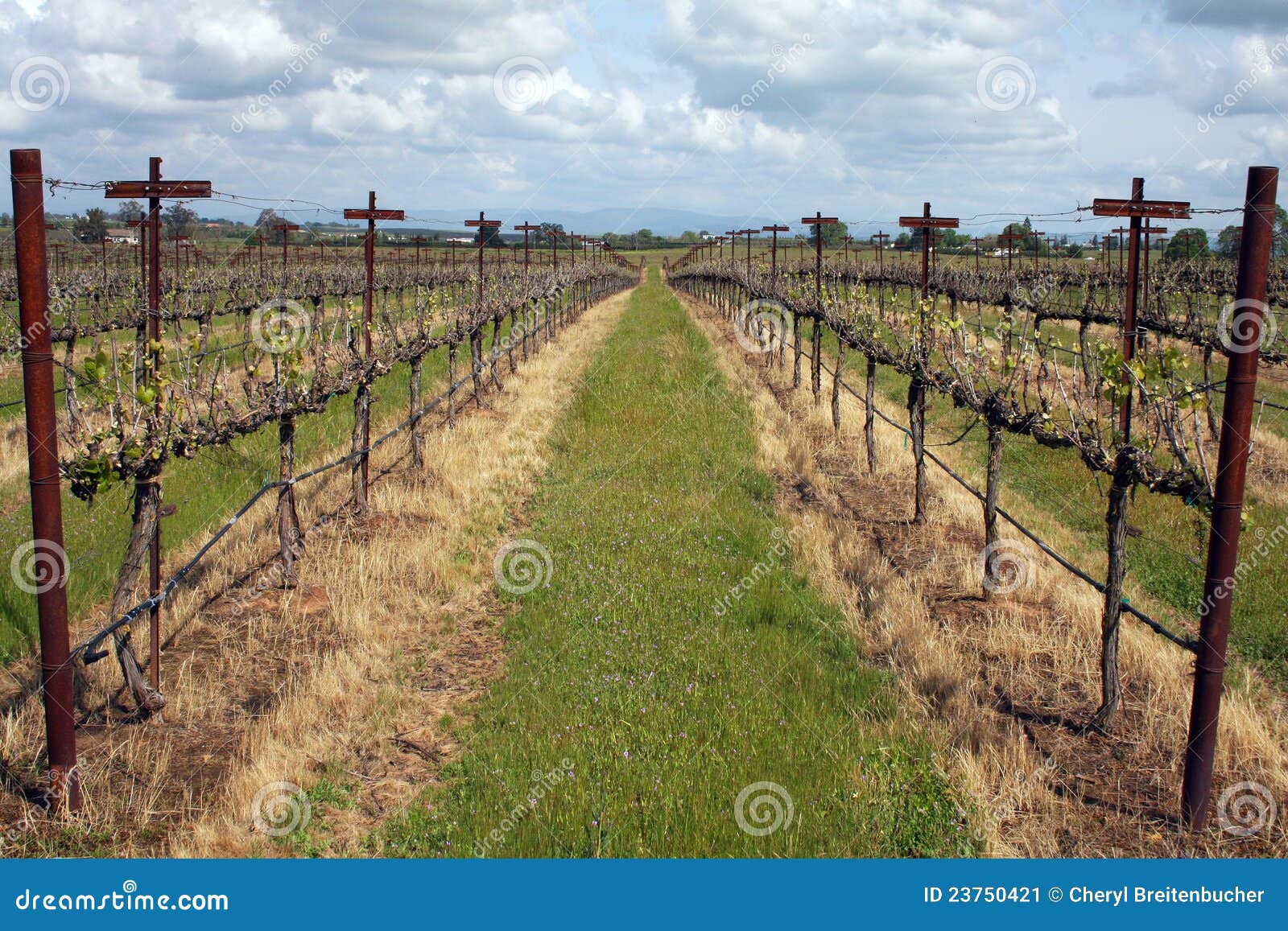 Vine Lines stock image. Image of winery, vines, agriculture - 23750421
