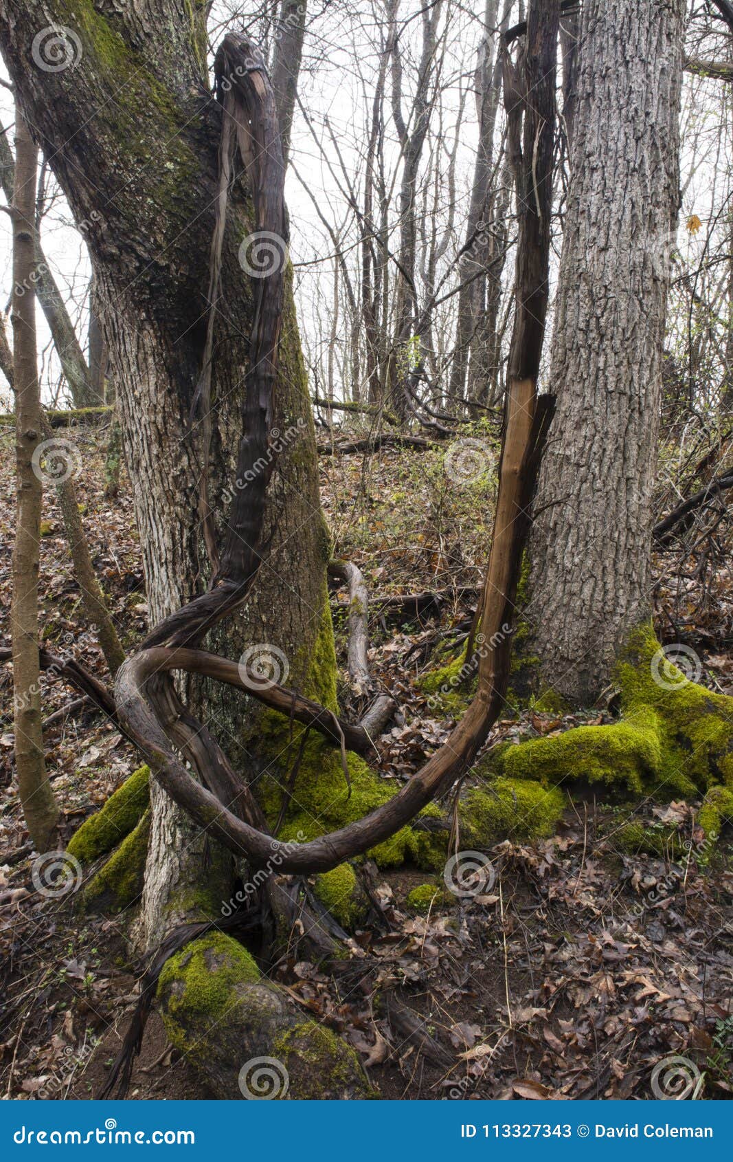 Vine loops stock image. Image of vine, tree, nature - 113327343