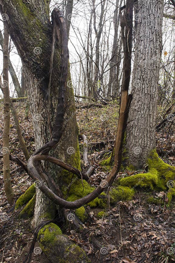Vine loops stock image. Image of vine, tree, nature - 113327343