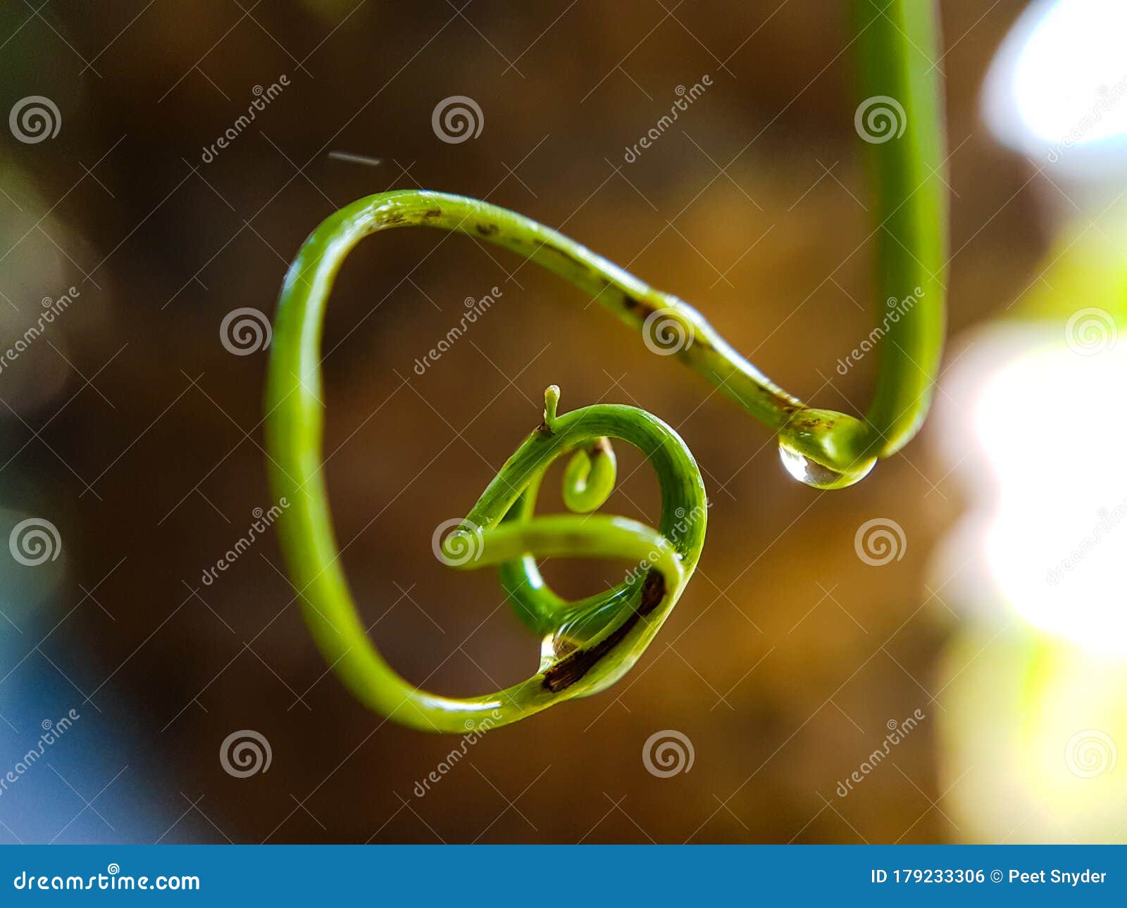 Vine loops with water drop stock photo. Image of hand - 179233306