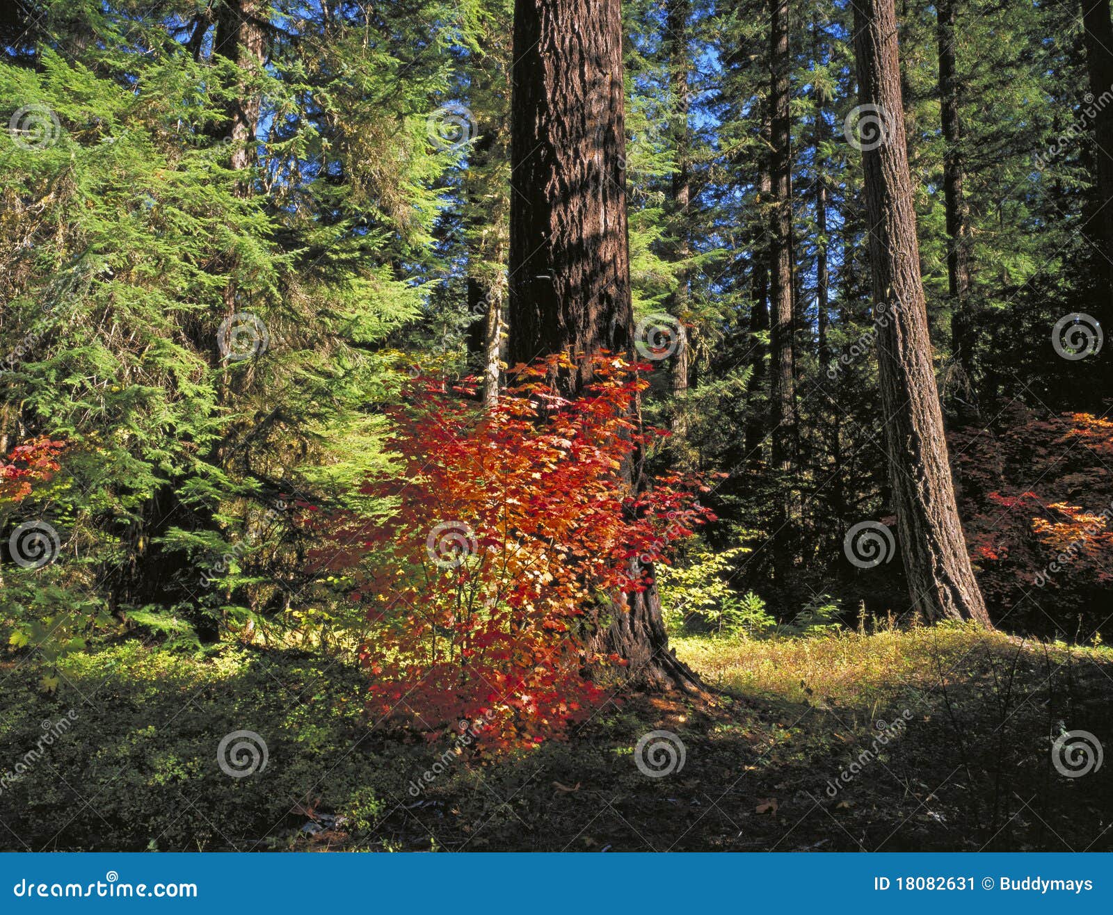 Vine maple bush stock image. Image of outdoors, nature - 18082631