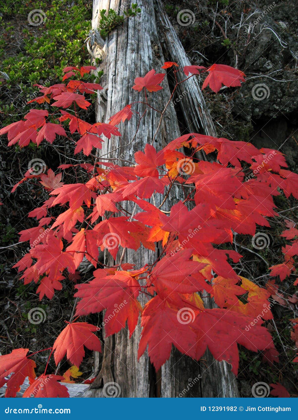 Vine Maple - Fall Beauty stock photo. Image of tree, stem - 12391982