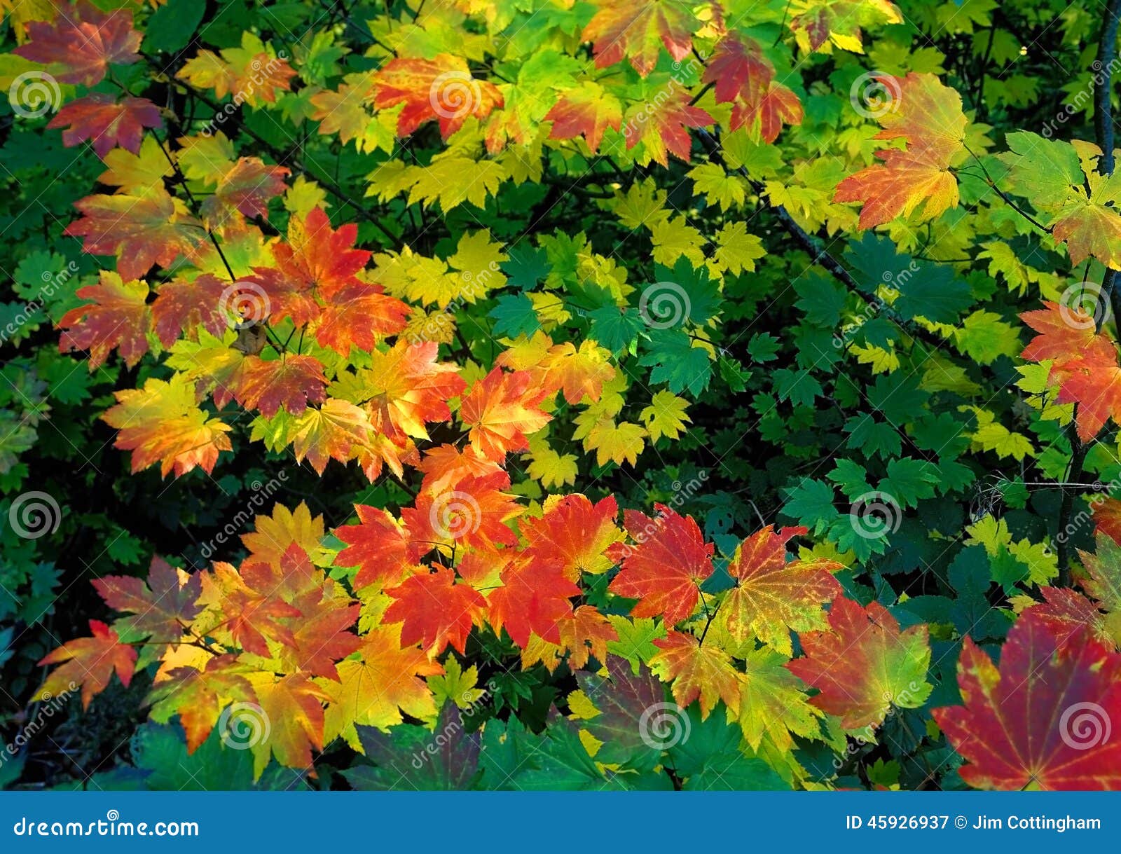 Vine Maple - fall colors stock image. Image of leave - 45926937