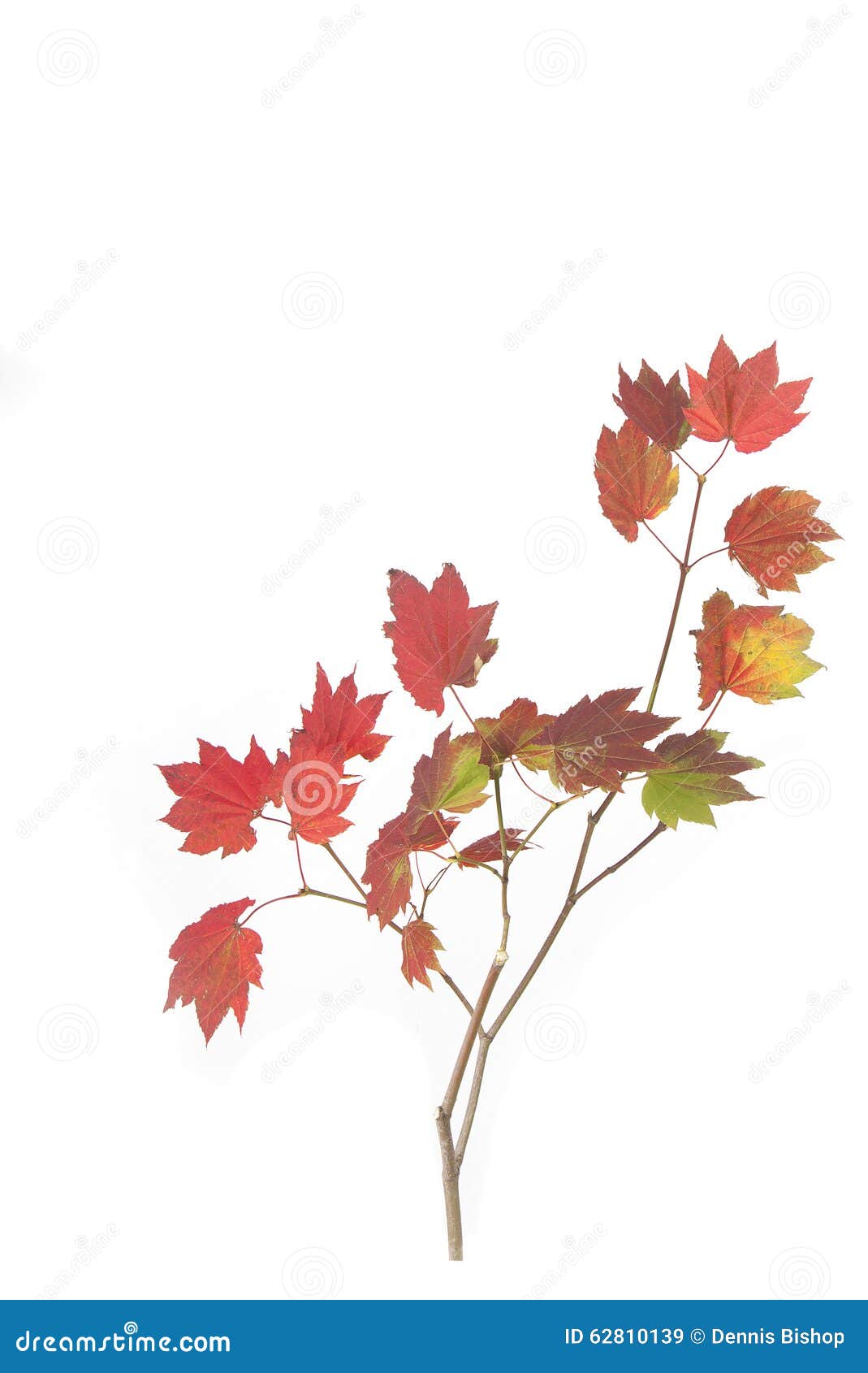 Vine Maple in Fall stock image. Image of leaves, plant - 62810139