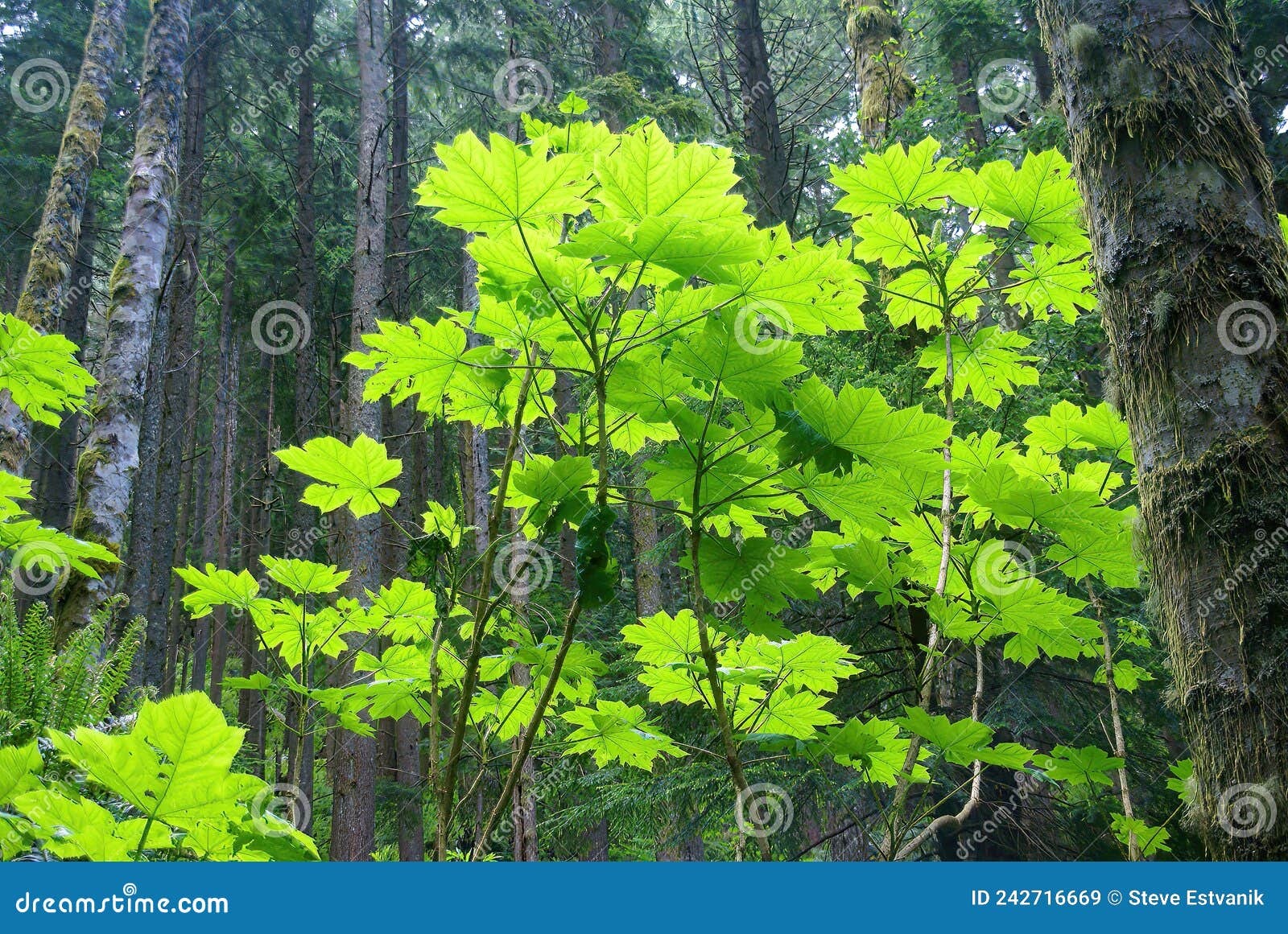 Vine Maple Leaves in Conifer Forest Stock Image - Image of tree, nature ...