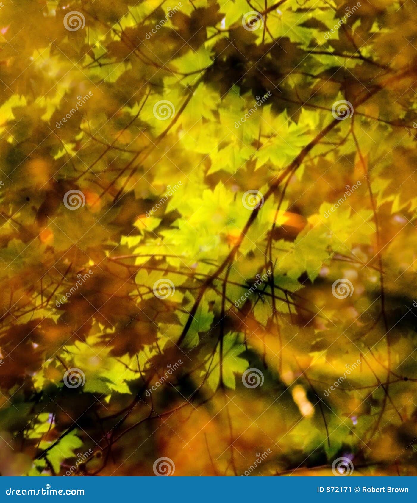Vine Maple Reflections stock image. Image of sleep, abstract - 872171
