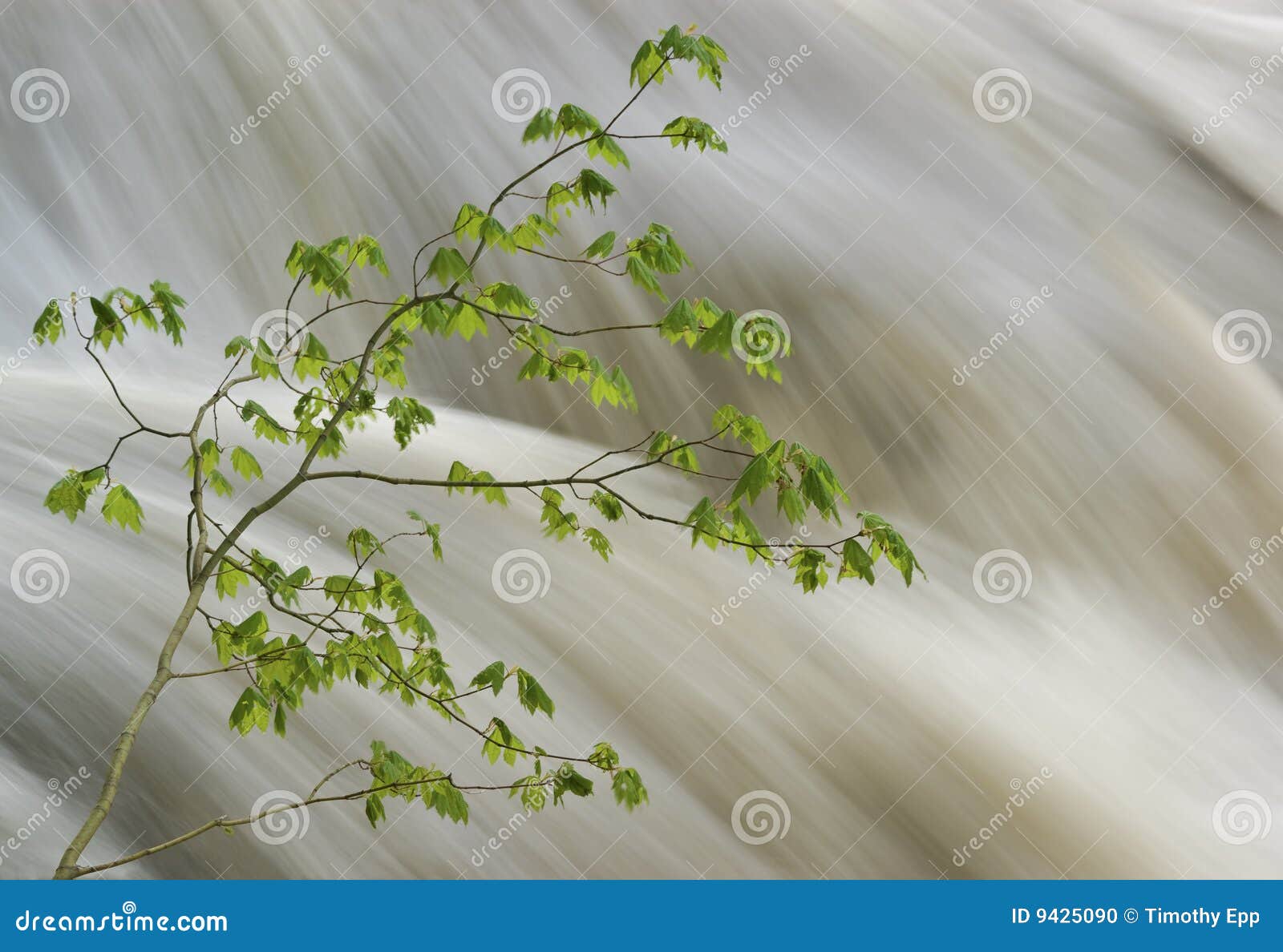 Vine Maple Tree and Raging River Stock Photo - Image of whitewater ...