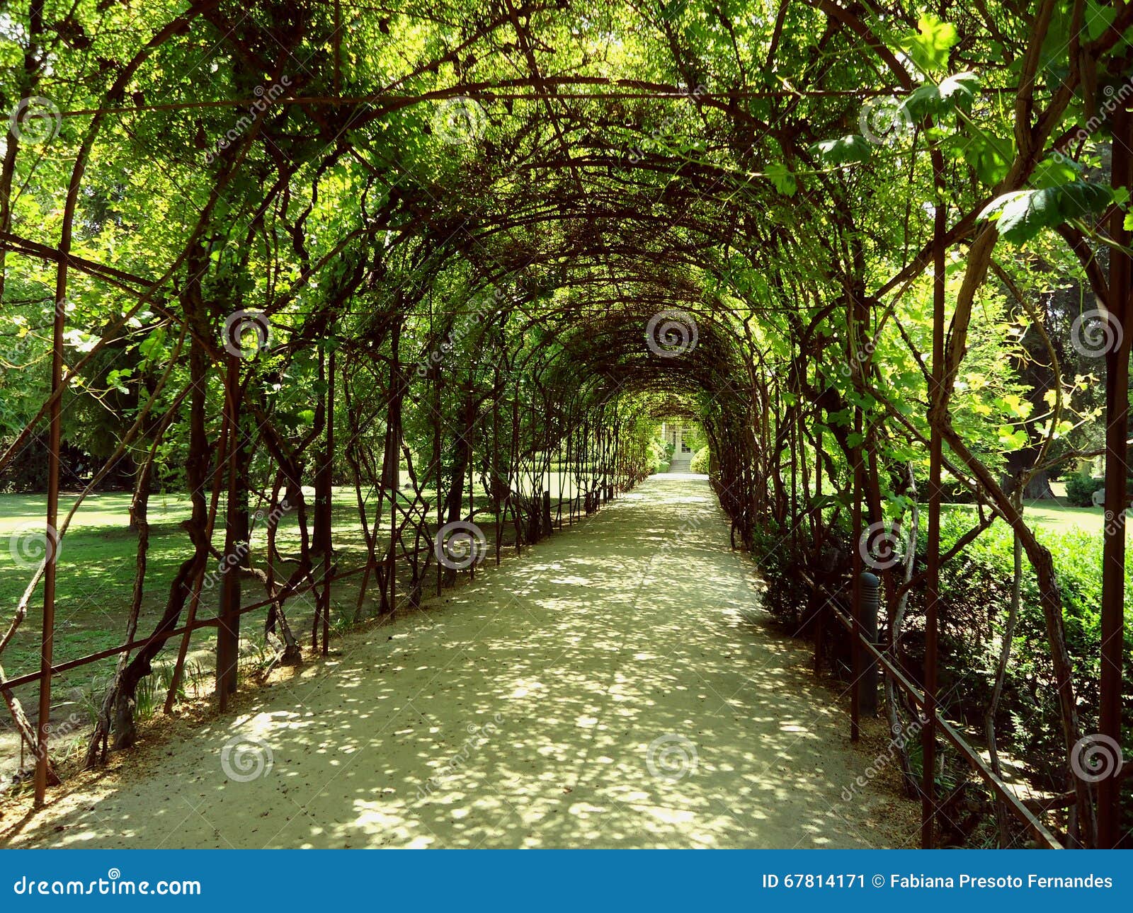 Vine pathway stock image. Image of italy, agriculture - 67814171