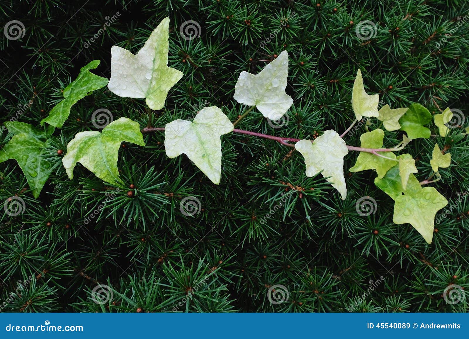 Vine and Pine stock image. Image of background, decorative - 45540089