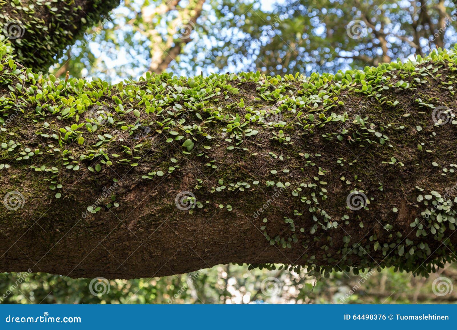 Vine plant on a branch stock photo. Image of natural - 64498376