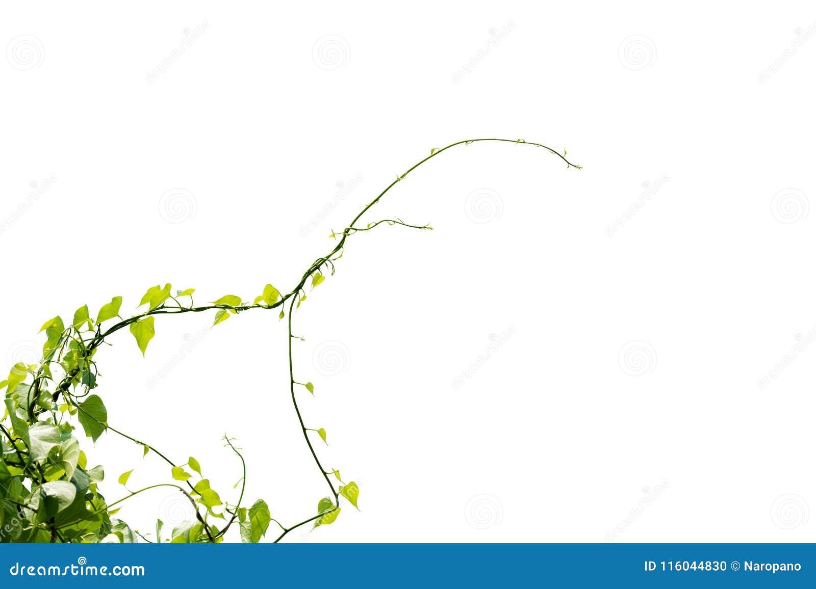 Vine Plant Climbing Isolated On White Background Stock Photo - Image of ...