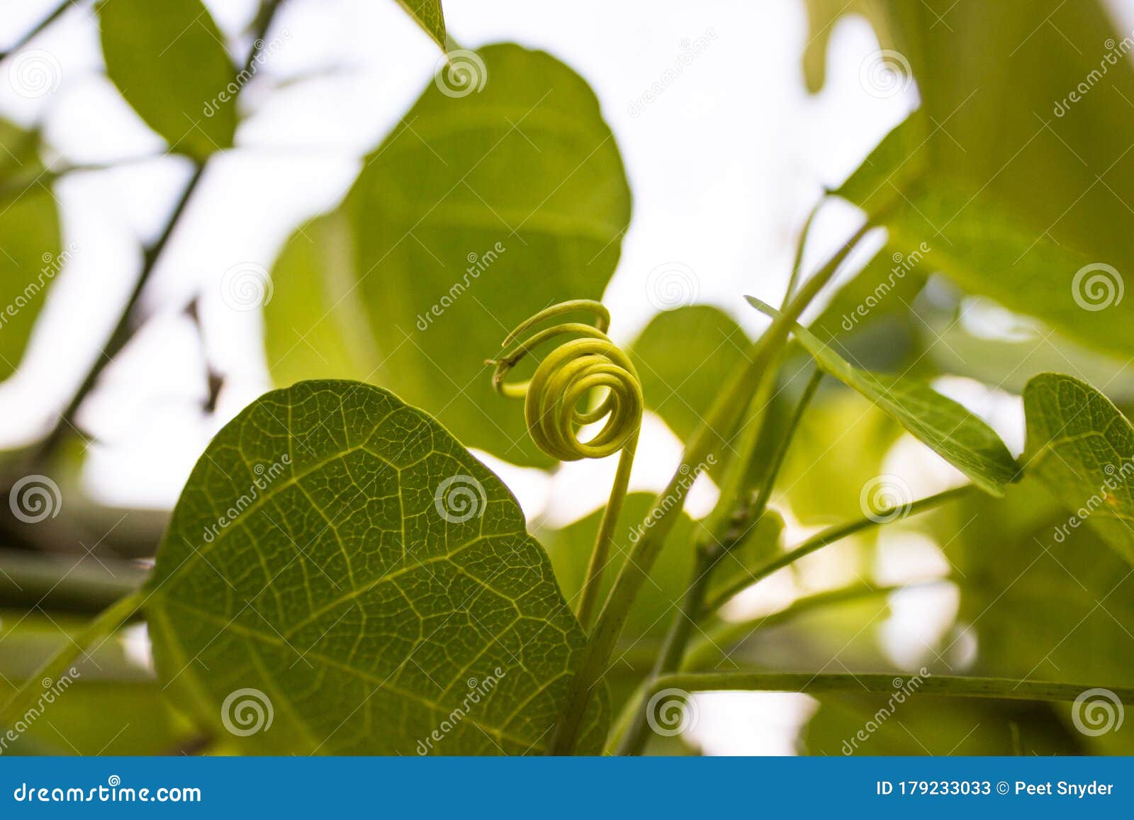 Vine plant loops stock image. Image of leaf, branch - 179233033