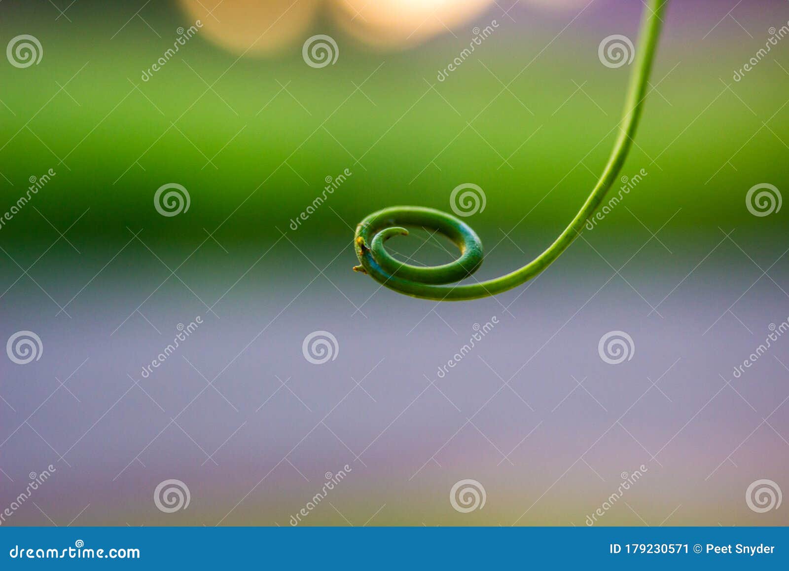 Vine plant making a loop stock image. Image of green - 179230571