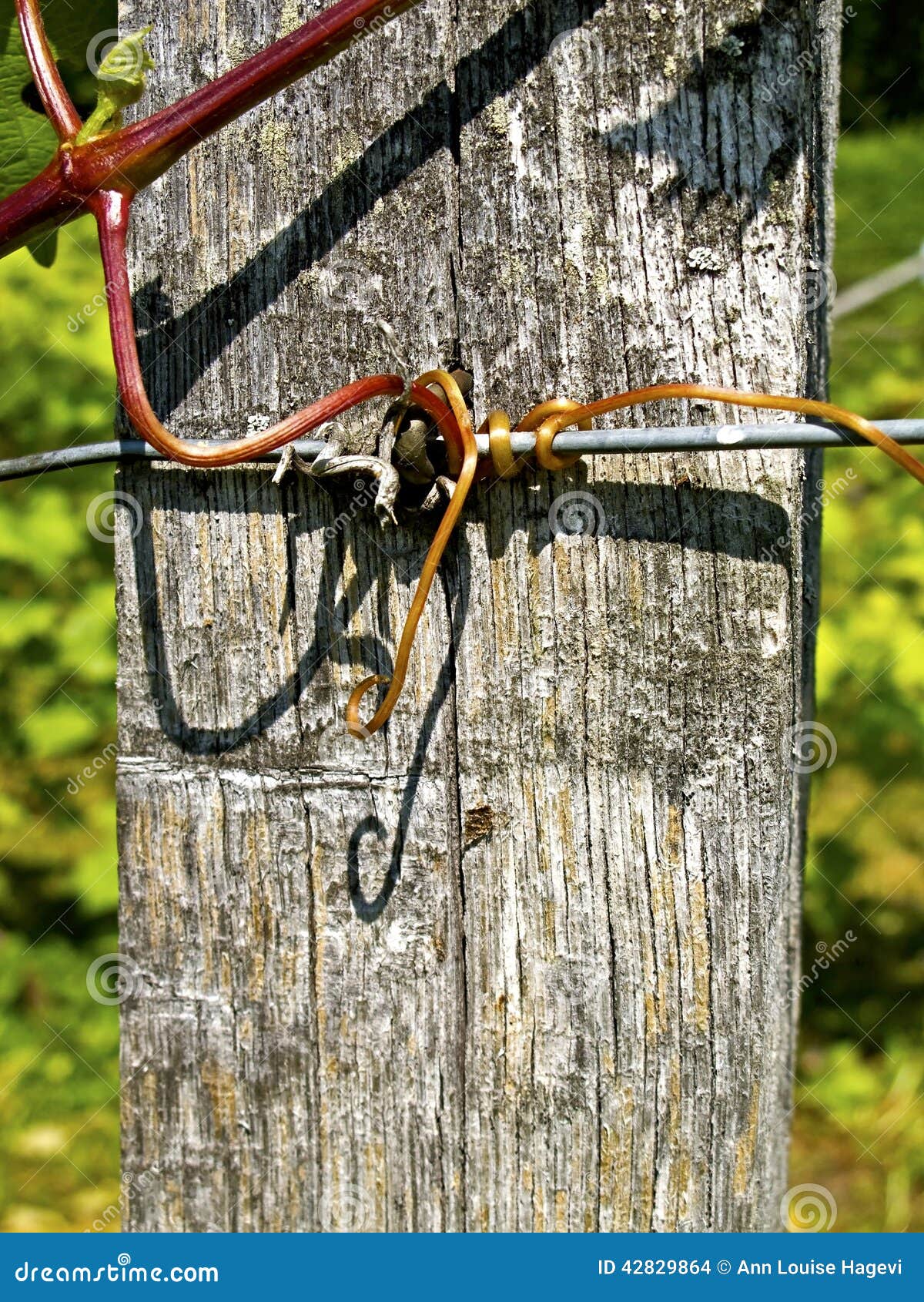 Vine plant and pole stock photo. Image of gardening, climb - 42829864