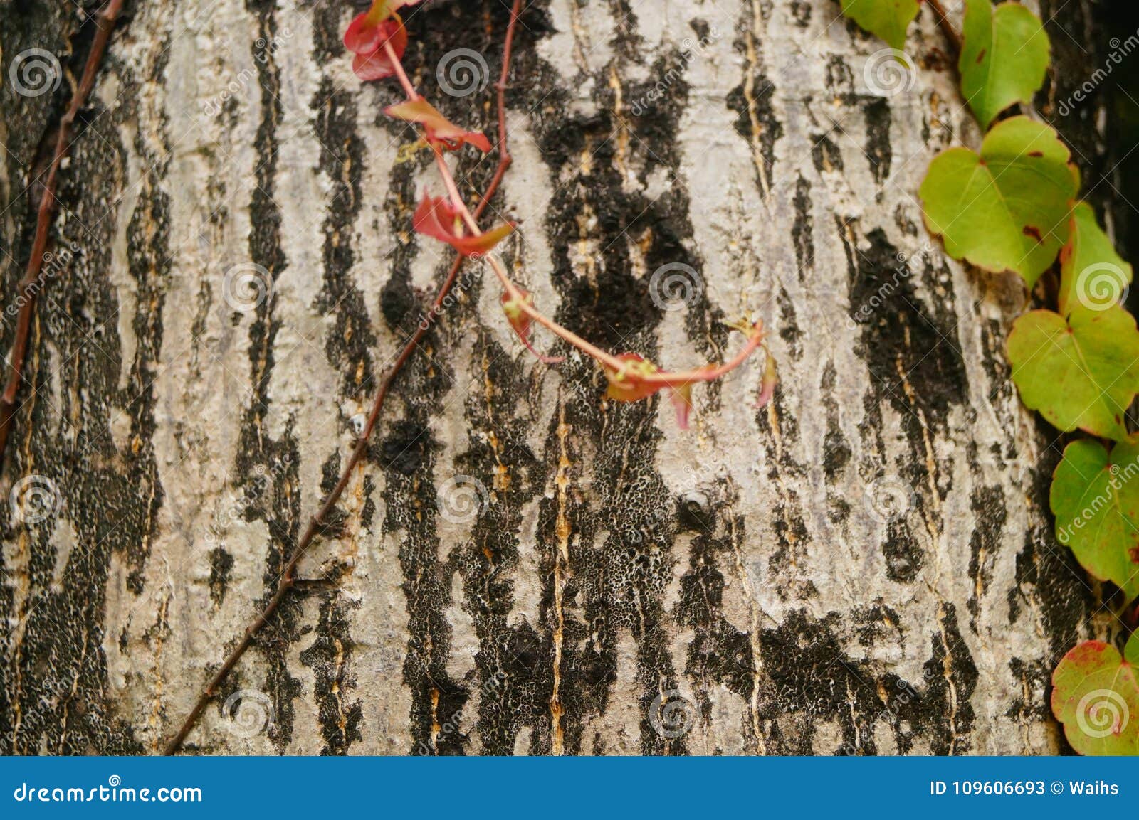 The Vine Plants Climb on the Tree Trunk Stock Image - Image of close ...