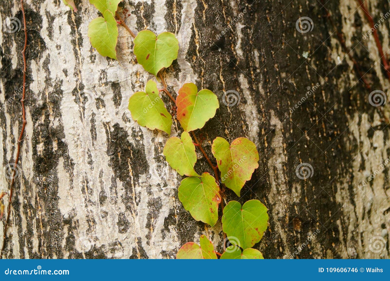 The Vine Plants Climb on the Tree Trunk Stock Photo - Image of trunk ...