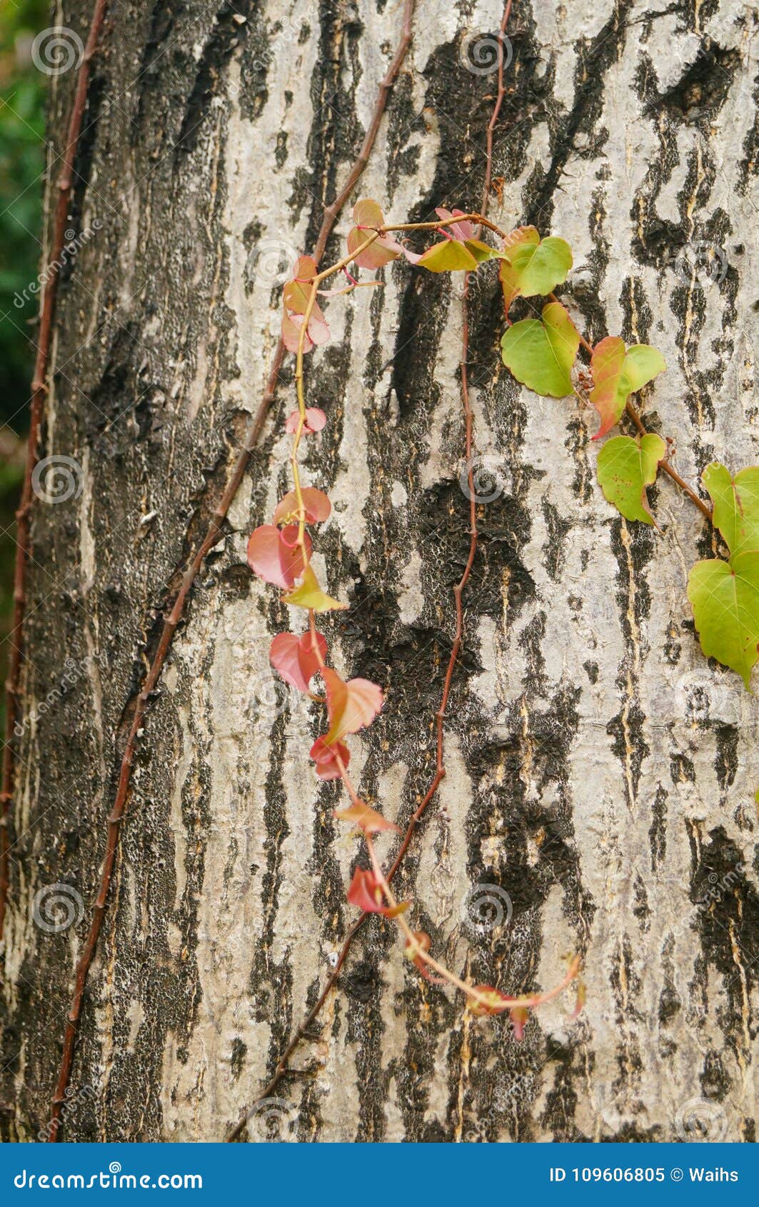 The Vine Plants Climb on the Tree Trunk Stock Image - Image of tree ...