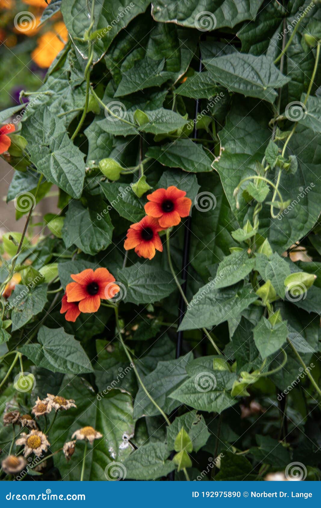 Vine Plants with Green Leaves Stock Photo - Image of leaves, plants ...