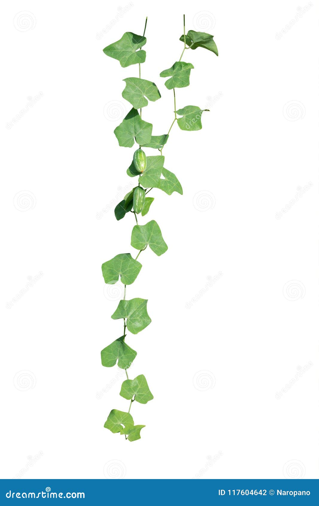 Vines White Background